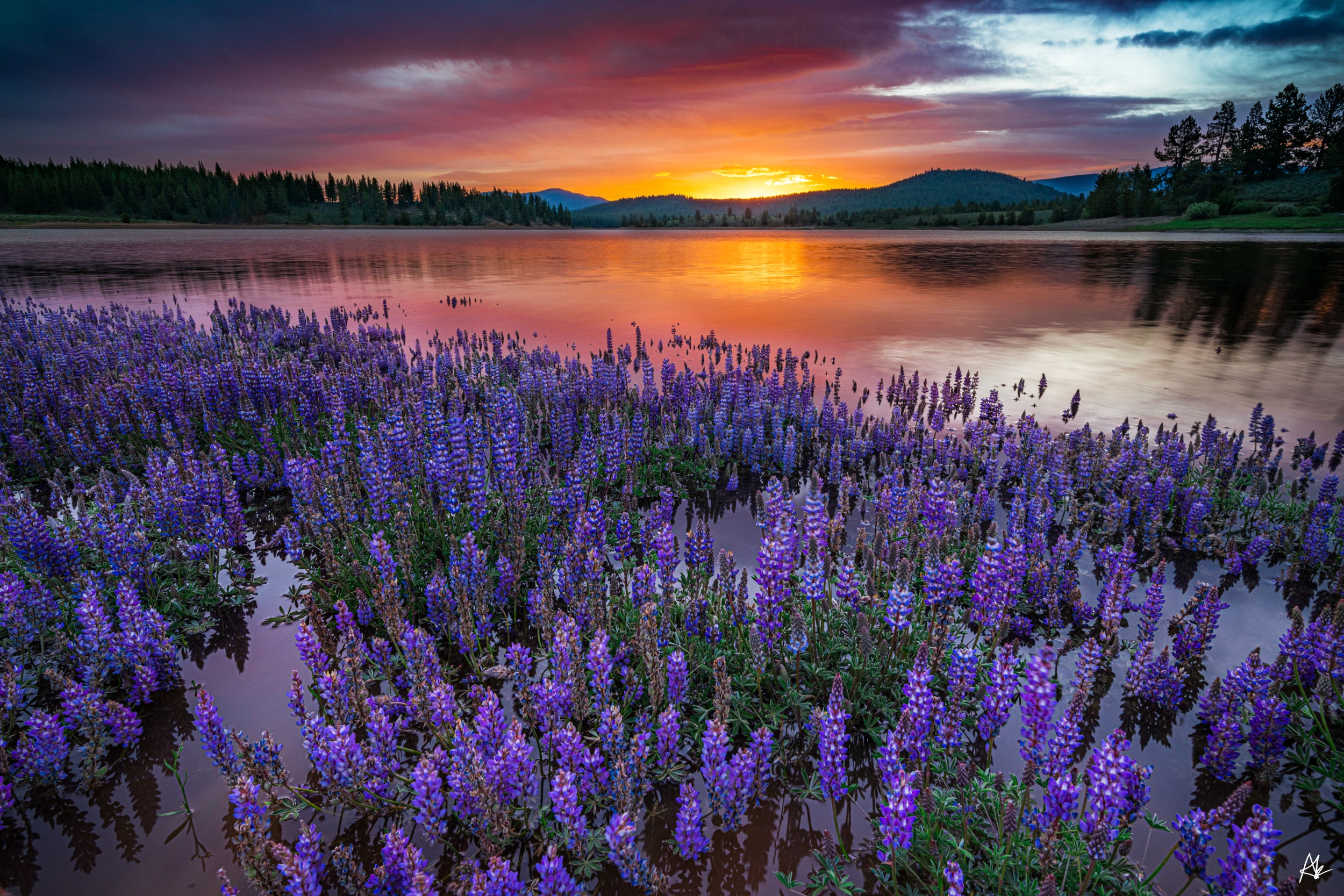 Floating Flowers | Fine Art Photography By Abe Blair